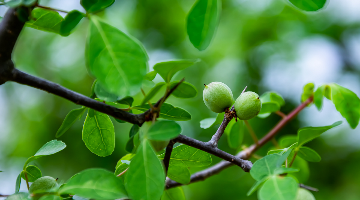 Myrrh Benefits: An Ancient Remedy with Modern Uses – WishGarden Herbs