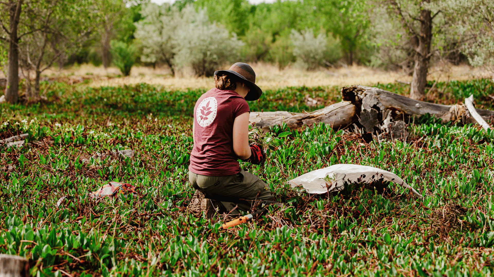 Preserving the Legacy of Yerba Mansa: The Jewel of the Rio Grande Bosque
