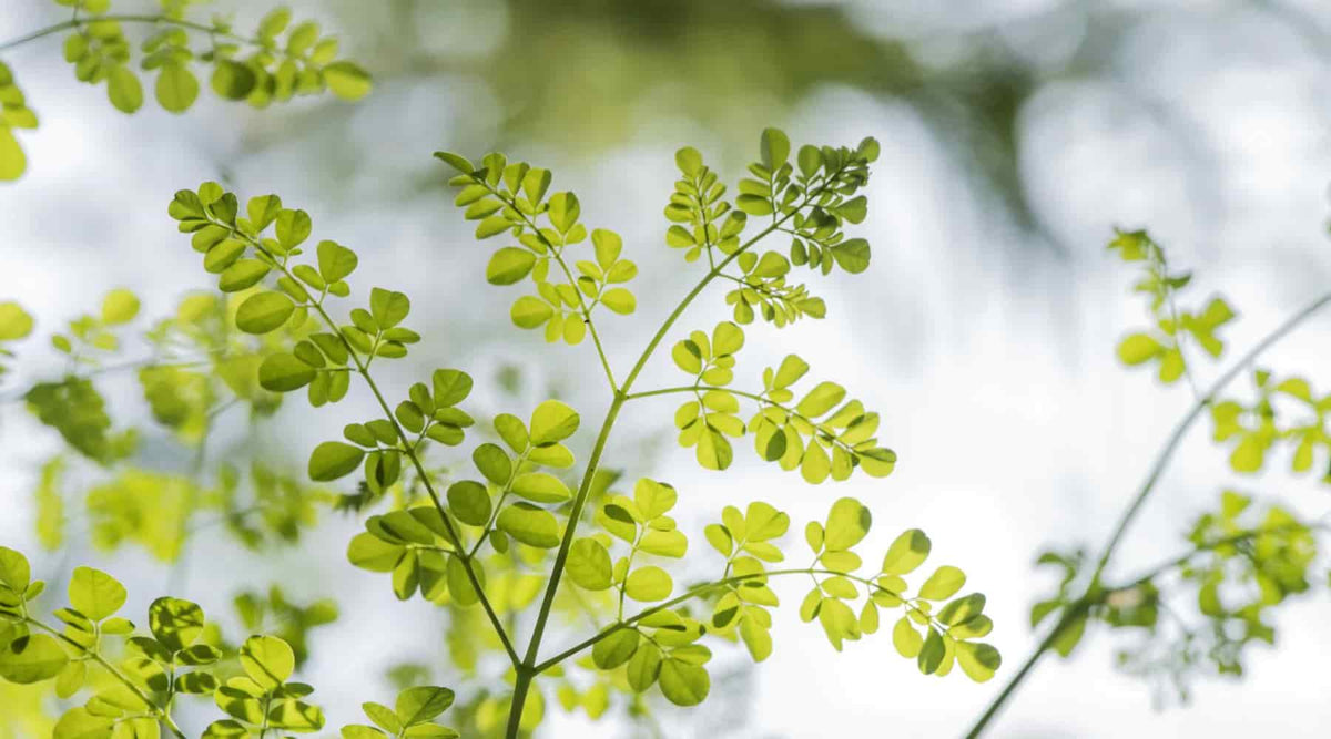 Moringa: The Wonder Tree – WishGarden Herbs